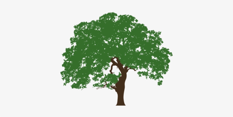 Texas Live Oak Illustration - Trees From Silhouette Oak - 400x332 PNG ...