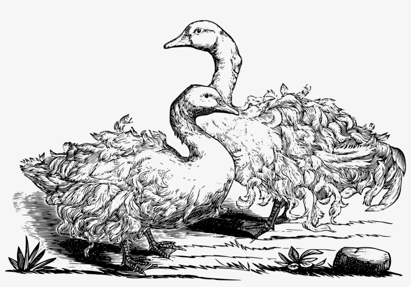 Sebastopol Geese - Sebastopol Goose Drawing - 1000x649 PNG Download ...