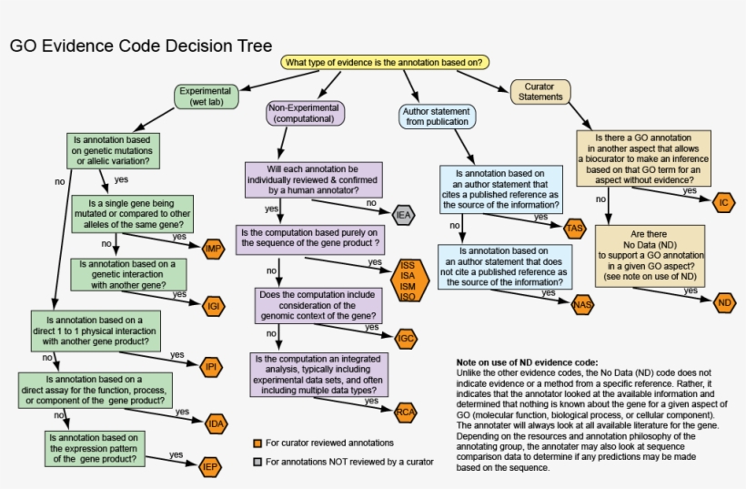 Download Transparent Evidence Codes Flowchart - Flowchart - PNGkit