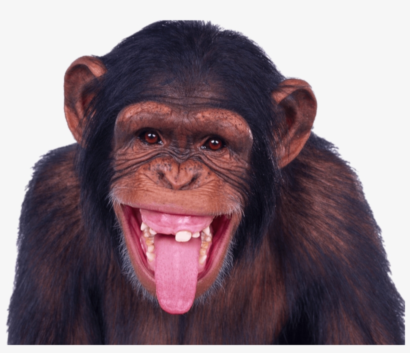 Chimpanzee Sticking Out Tongue - Monkey Hd - 1600x1200 PNG Download ...