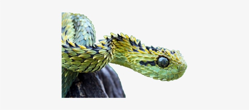 Bush Viper Png - Saw Scaled And Chain Viper - 500x281 PNG Download - PNGkit