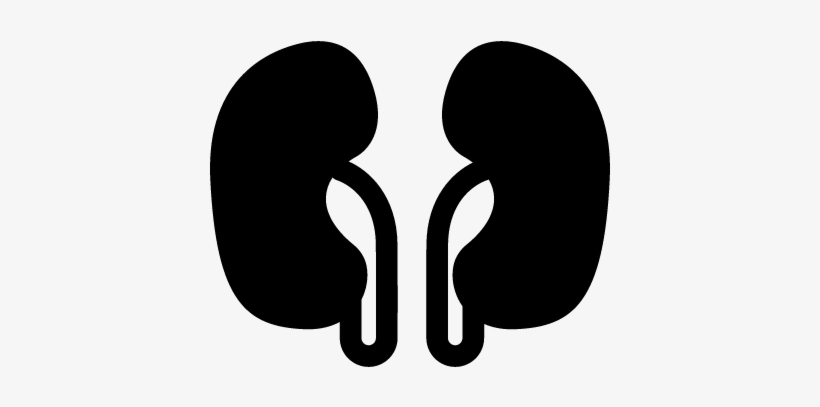 Download Transparent Two Kidneys Vector - Urology Logo Vectors Free ...