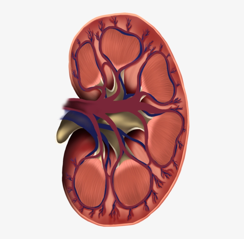 Download Transparent Kidney Cross Section - Kidney - PNGkit