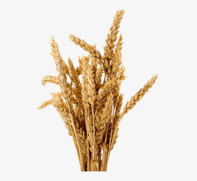 Free Png Barley Png Images Transparent - Name A Better Duo Food ...