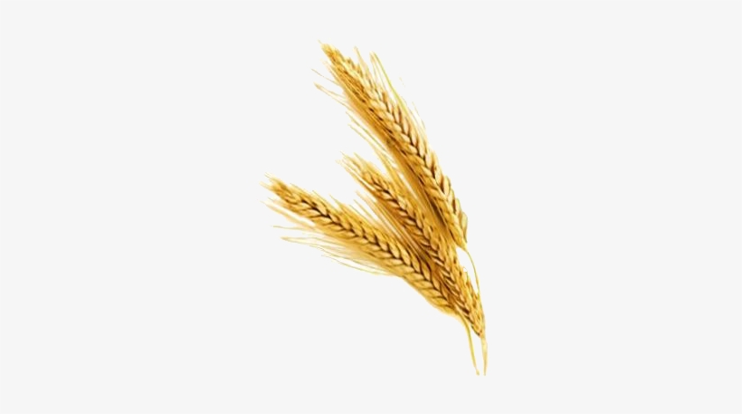 Barley Png File - Wheat Transparent Png - 400x385 PNG Download - PNGkit