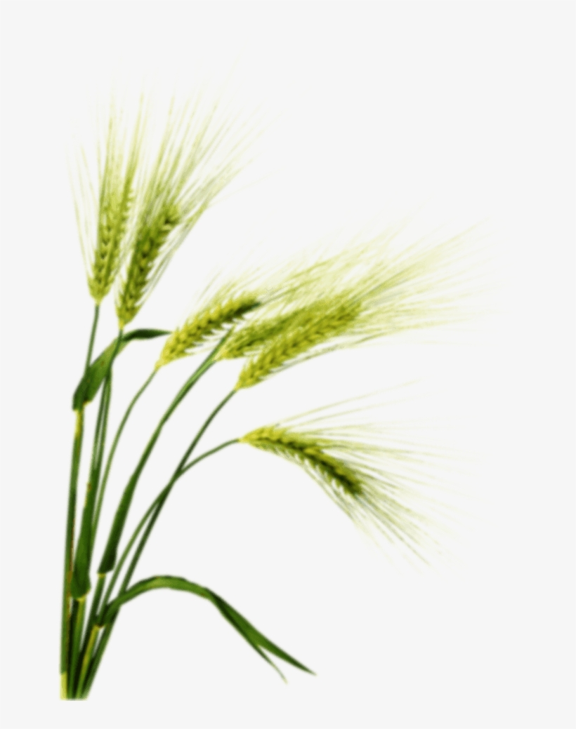 Barley Png Image With Transparent Background - Barley Png - 653x959 PNG ...