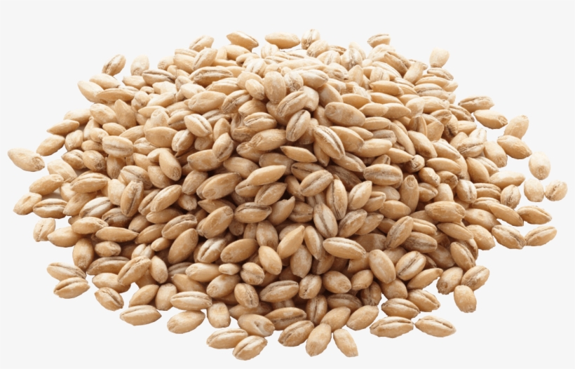 Barley Png Image - Organic Barley - 1500x1000 PNG Download - PNGkit
