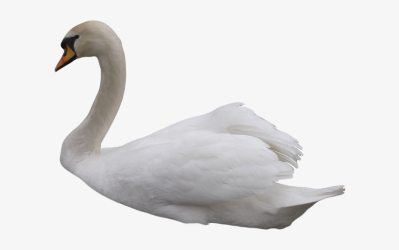 Swan Transparent Background - Things With Transparent Backgrounds ...