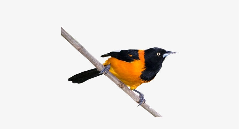 Ave Nacional De Venezuela Psd - Turpial De Venezuela Png - 400x361 PNG ...