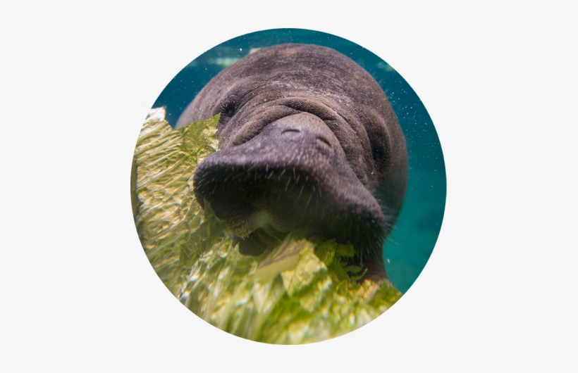 Manatee Transparent - Manatee On Land - 450x450 PNG Download - PNGkit