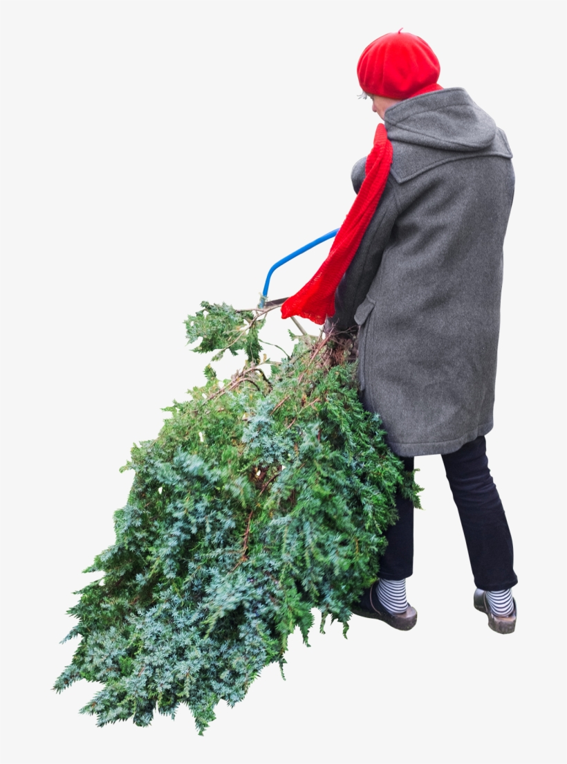 Tree Cutting People Png - 678x1024 PNG Download - PNGkit