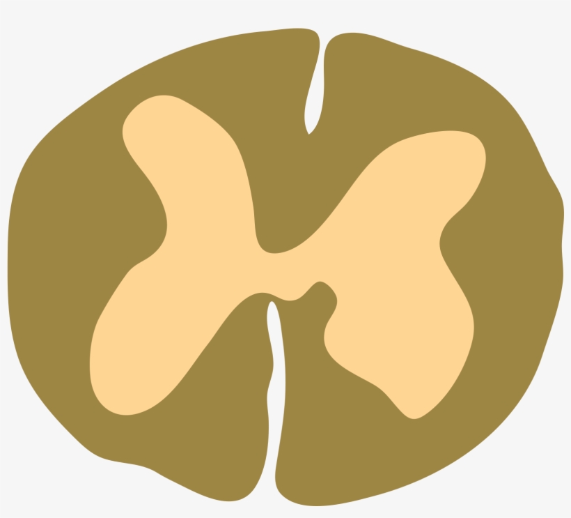 Open - Spinal Cord Cross Section Png - 2000x1526 PNG Download - PNGkit