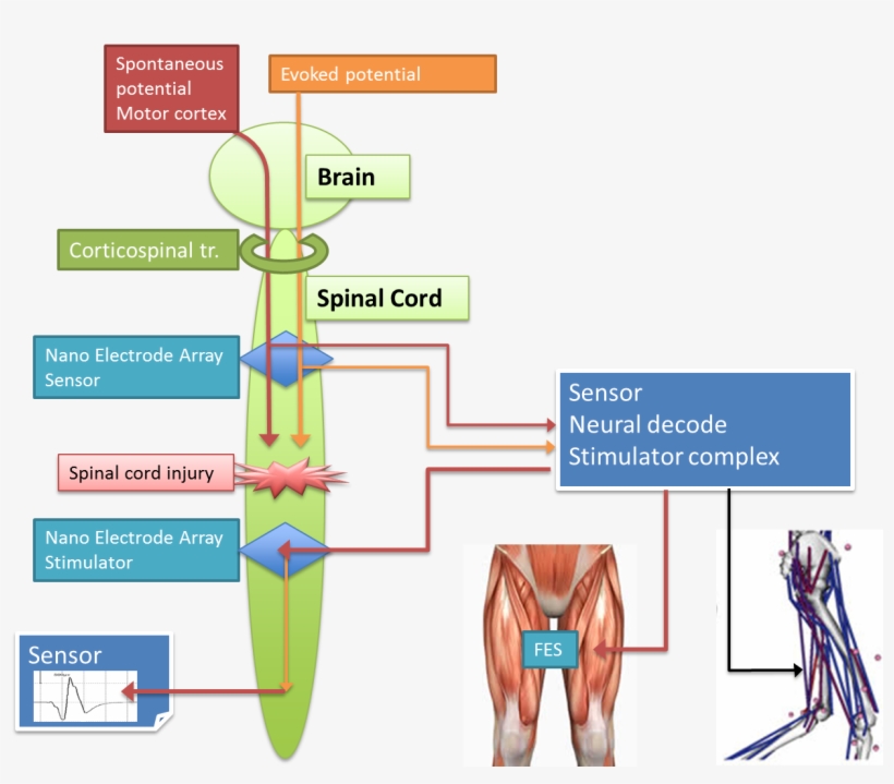Spinal Cord Computer Interface - Spinal Cord - 1235x1018 PNG Download ...