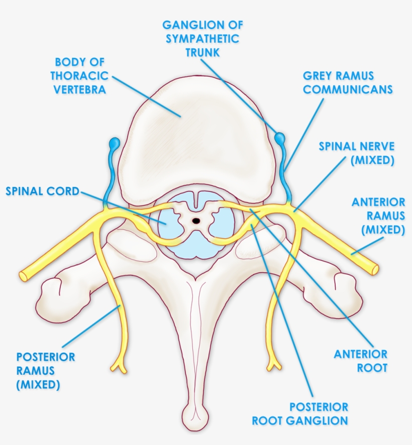 Structures Around The Spinal Column - Spinal Cord - 1014x1030 PNG ...