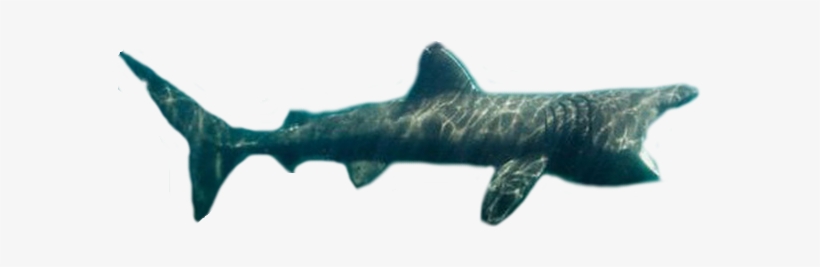 Basking In Glory - Whale Shark - 615x230 PNG Download - PNGkit