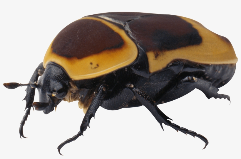 Bug Yellow Black - Bug Transparent Background Png - 3000x1840 PNG ...