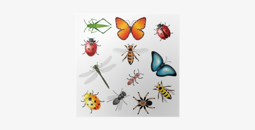Insects And Spiders Clipart