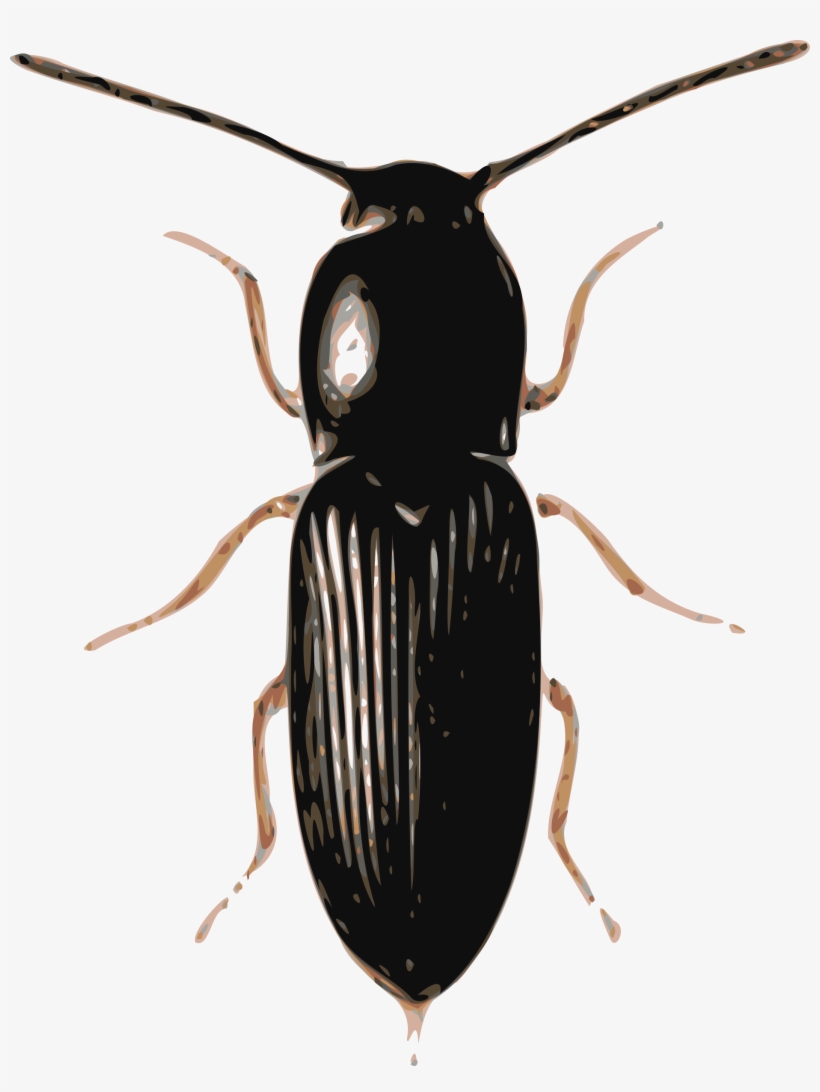 Png Royalty Free Download Cardiophorus Big Image Png - Bug Beatle ...