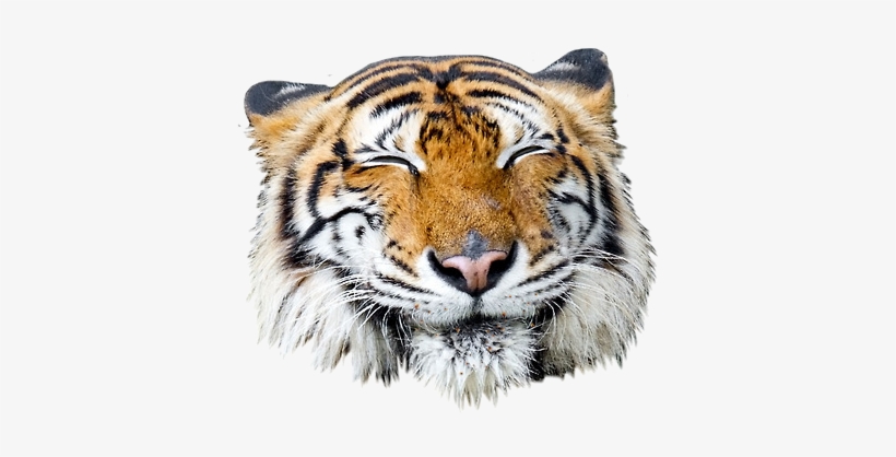 Giant Realistic Flying Tiger - 406x345 PNG Download - PNGkit