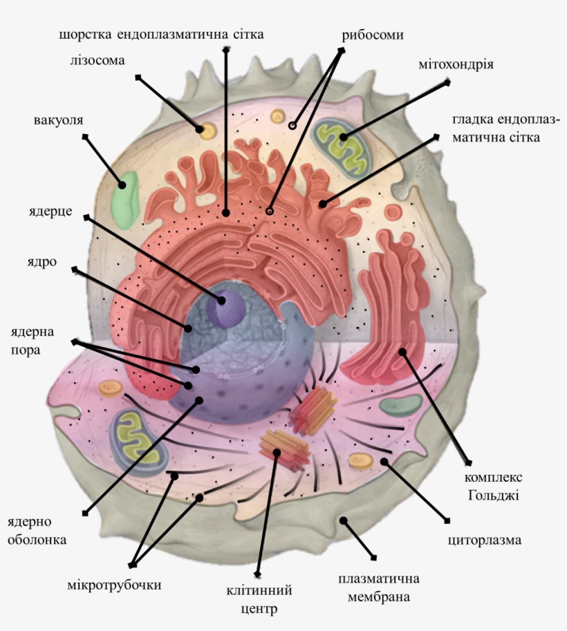 Icon For Template Of Cell Organelles - Labeled Cytosol - 1389x1355 PNG ...