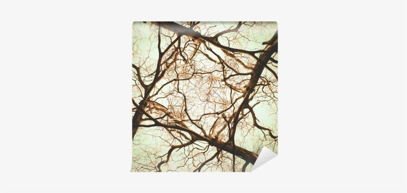 Tree - 400x400 PNG Download - PNGkit