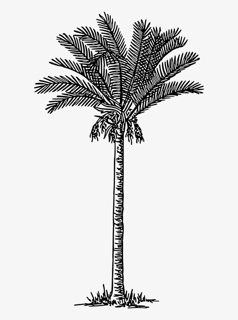 Palm Trees Date Palm Plants Drawing Date Palm Drawing 429x750 PNG 
