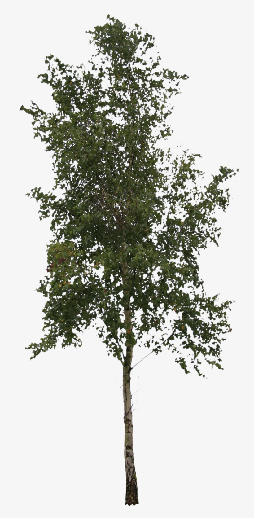 2d Trees - 1478x2887 PNG Download - PNGkit