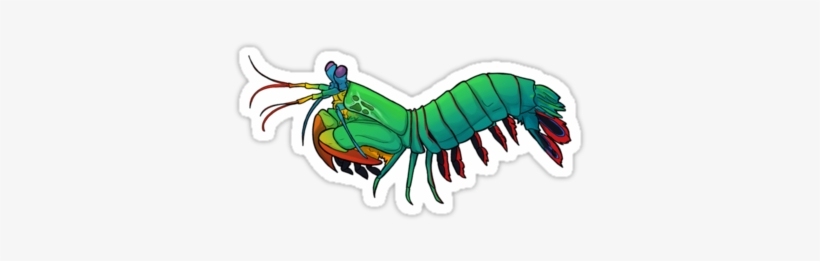 A Friendly Mantis Shrimp To Be Your Companion Throughout - Peacock ...
