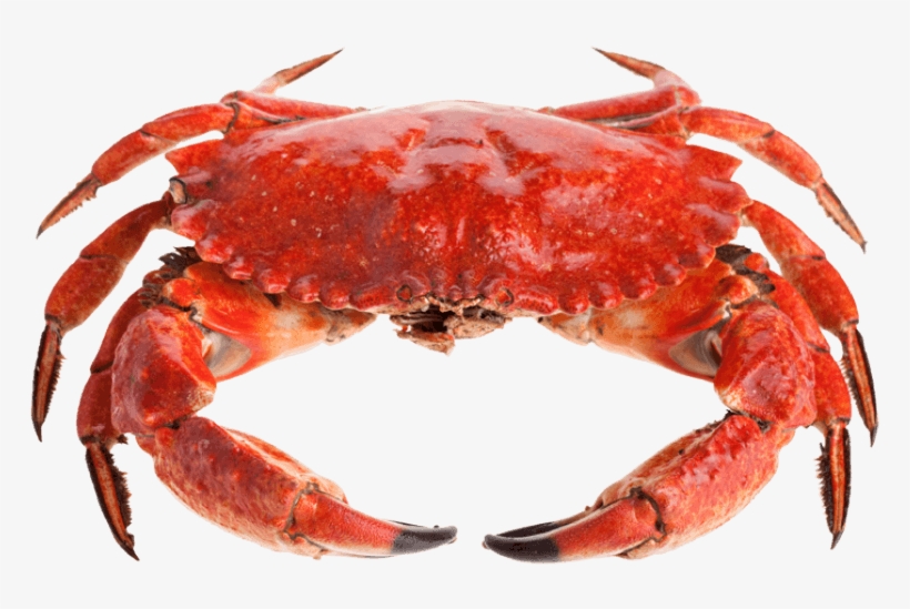 Free Png Crab Png Images Transparent - Crab Png - 851x541 PNG Download ...