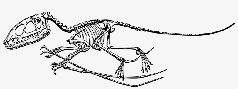 Dorygnathus Dimorphodon Fossil Pterodactyl Dinosaur - Dimorphodon ...