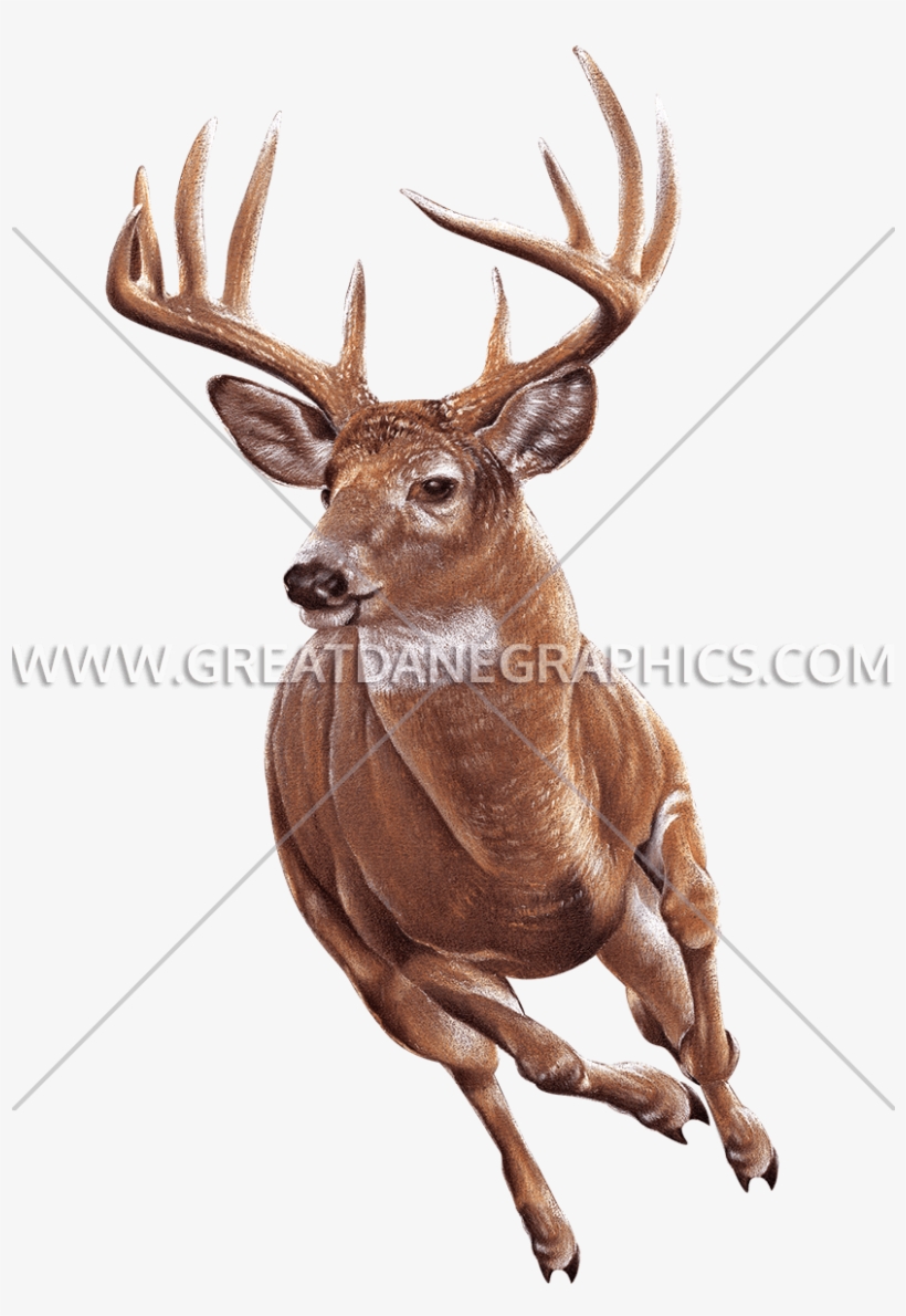 Buck Running - 825x1324 PNG Download - PNGkit