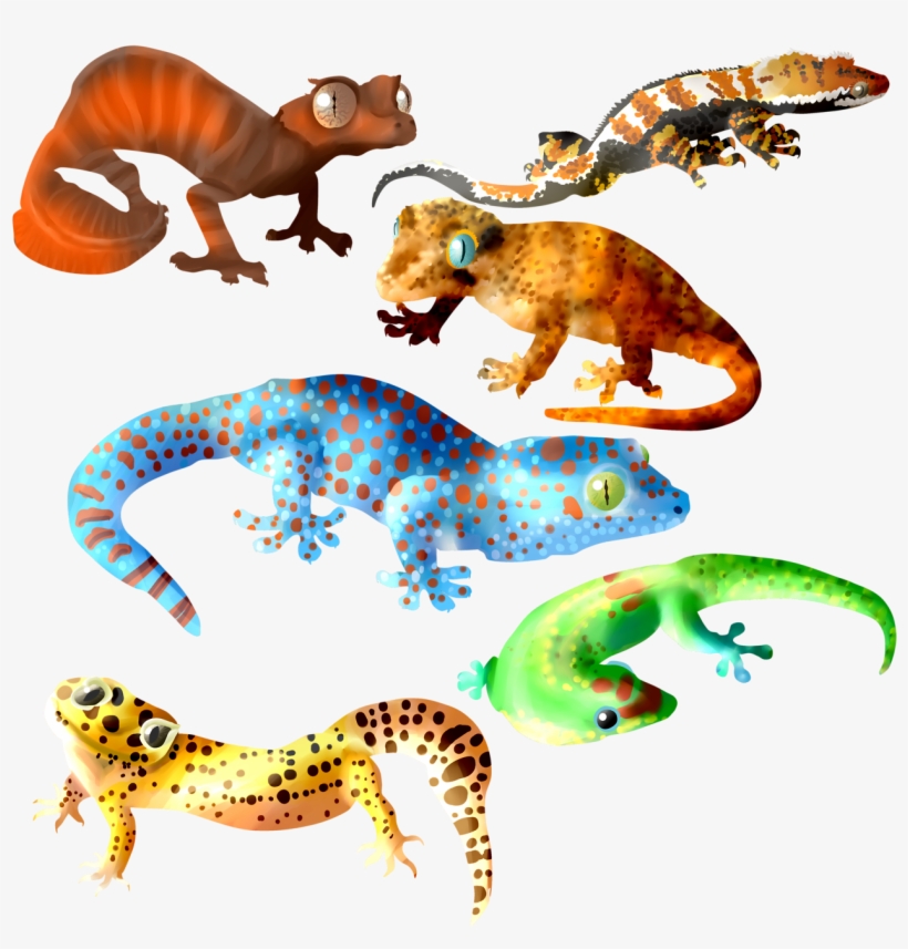 Transparent Gecko Translucent Png Free - Gargoyle Gecko Art - 500x500 ...