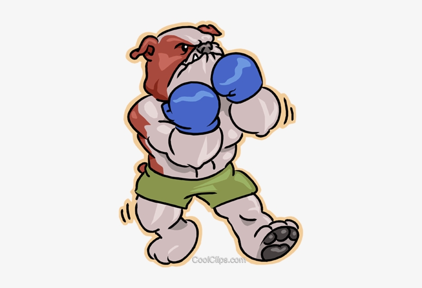 Bulldog Boxing - Bulldog Boxe - 358x480 PNG Download - PNGkit