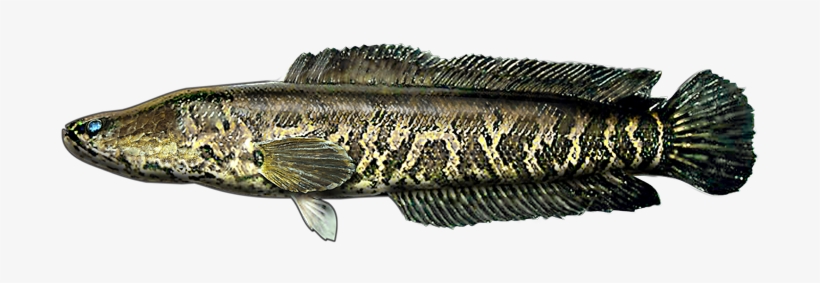 Snakehead Transparent - 720x255 PNG Download - PNGkit