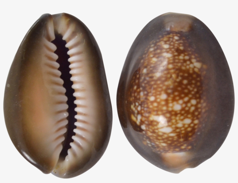 Snakehead Cowrie Craft Seashells Shells 1-1.5" - 1 - 1100x1100 PNG ...