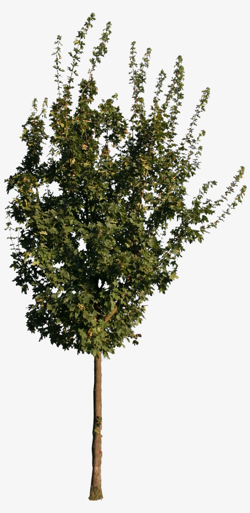 Download Transparent 2d Trees - PNGkit