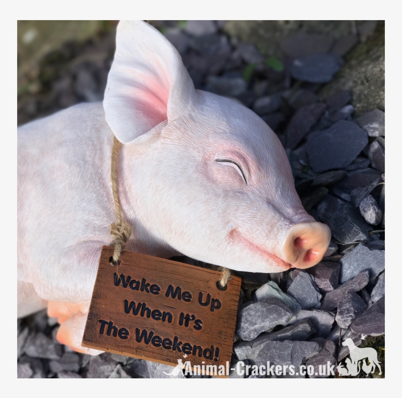 'wake Me Up When It's The Weekend' Sign Sleeping Pig - Domestic Pig ...
