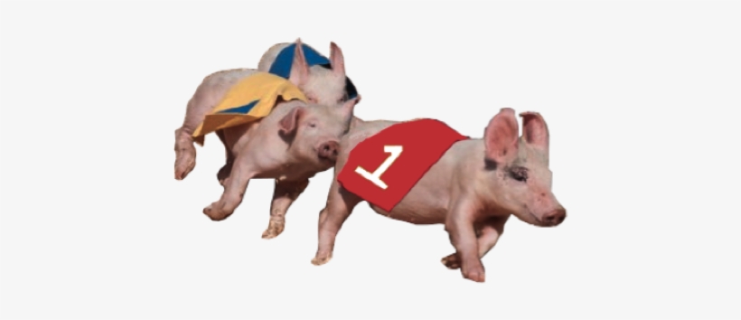 Pig Racing Fast - Racing Pigs - 450x290 PNG Download - PNGkit