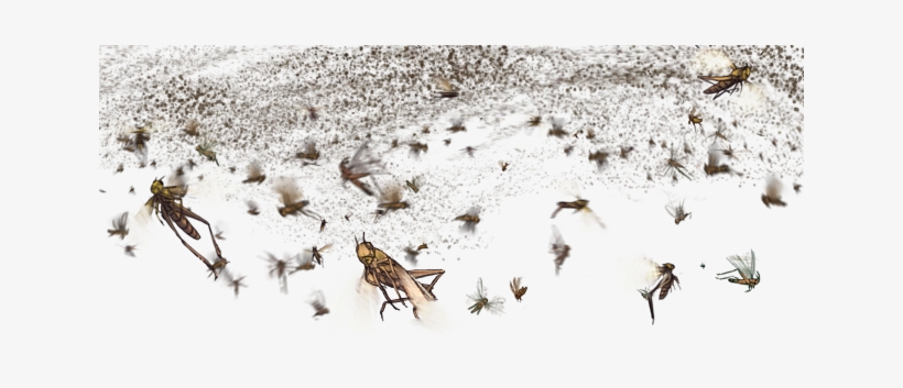 Plagueday - Locust Swarm Png - 640x385 PNG Download - PNGkit