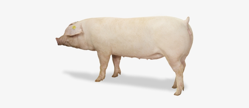 Dna Genetics Line 400 Landrace - Landrace Pig Png - 454x275 PNG ...