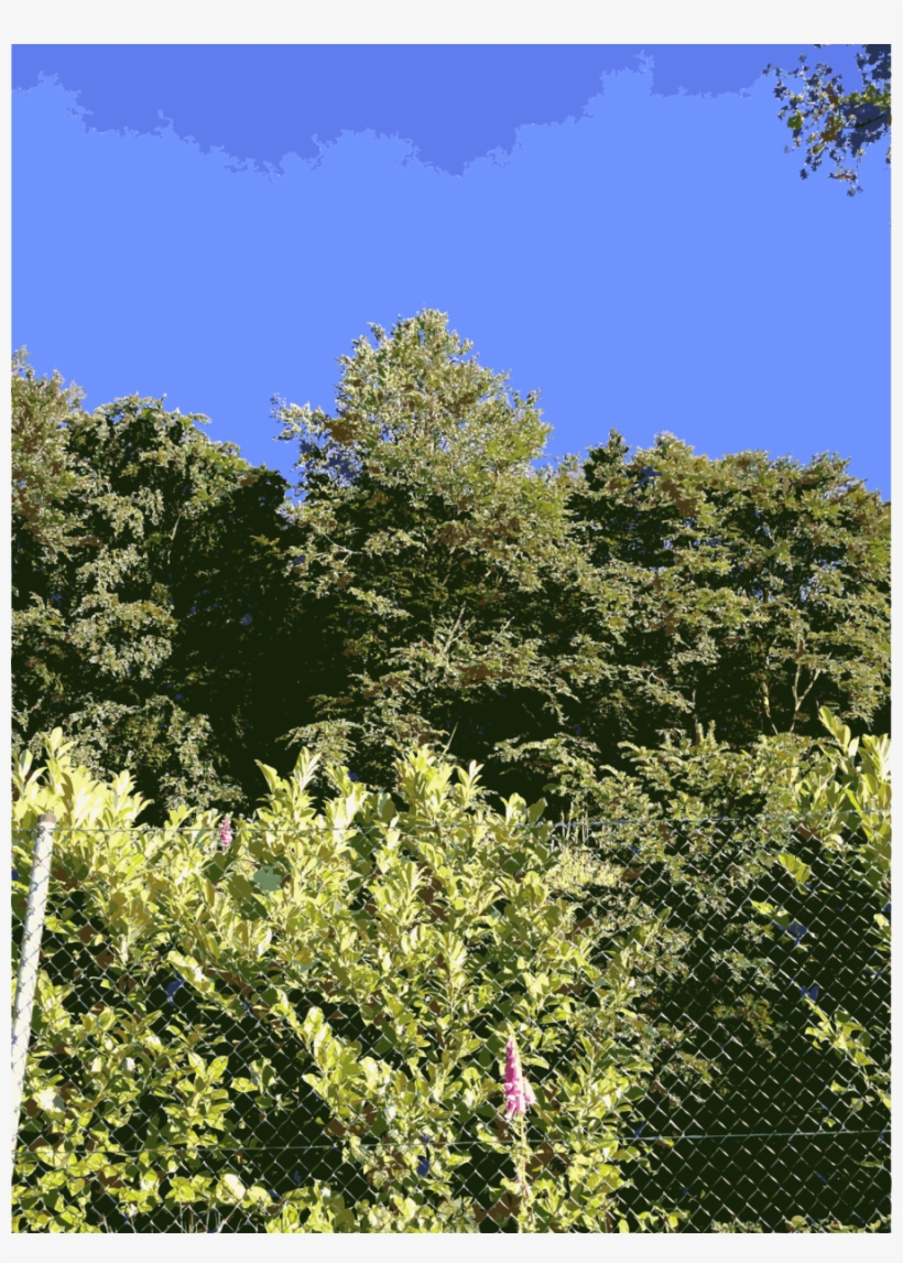 Vegetation Clipart Vegetation Shrubland Forest - Vegetation - 900x1214 ...