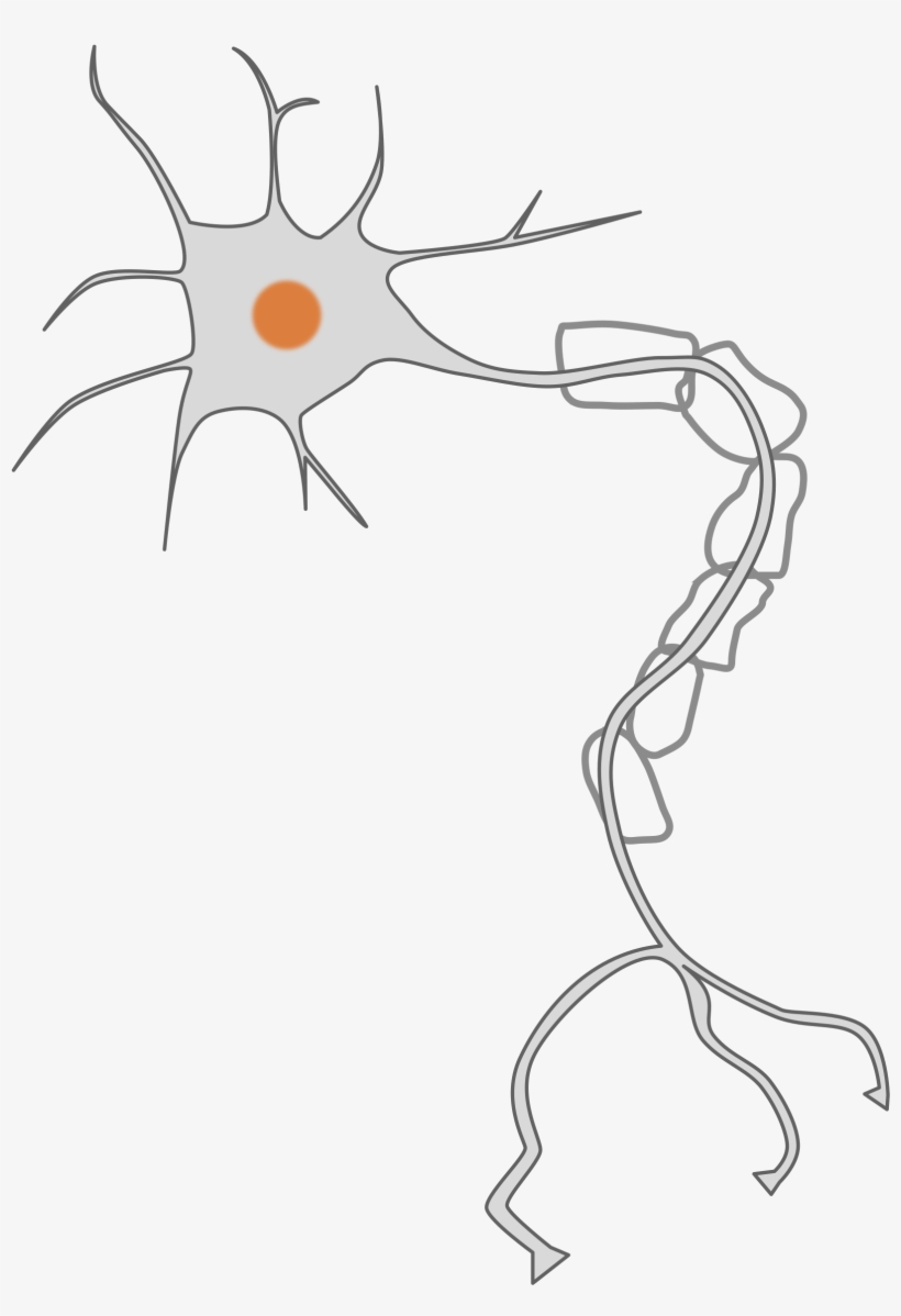 This Free Icons Png Design Of Simple Neuron - 1736x2400 PNG Download ...