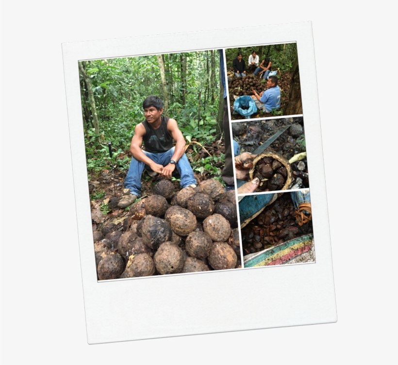 Picmonkey Collage - Sugar-apple - 576x673 PNG Download - PNGkit