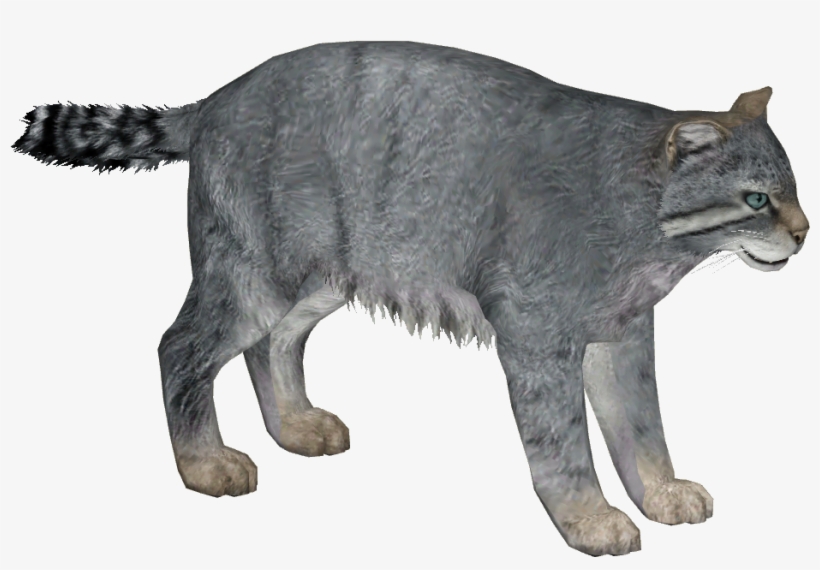 Pallas's Cat - Zt2 Cat - 933x933 PNG Download - PNGkit