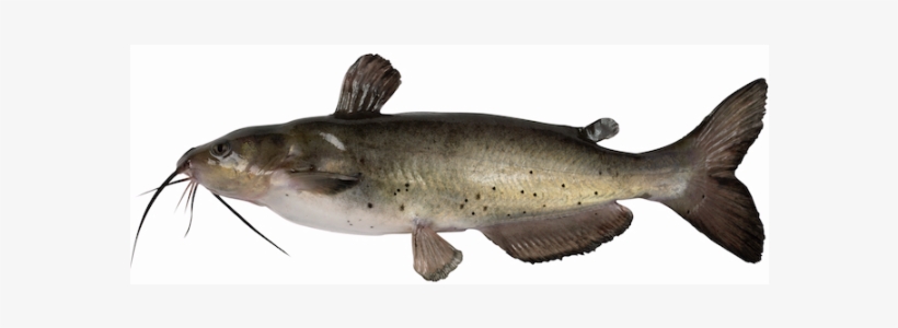 Catfish - Catfish With White Background - 640x440 PNG Download - PNGkit