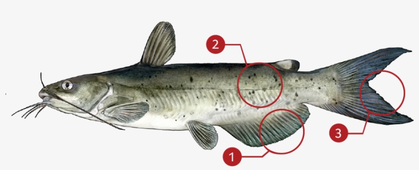 How To Identify A Channel Catfish - Channel Catfish - 890x350 PNG ...