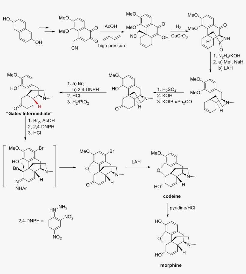 Gates Synthesis - Morphine Synthesis - 2164x2303 PNG Download - PNGkit