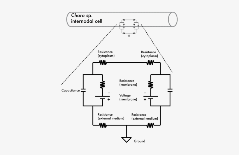 01 Figure - Portable Network Graphics - 400x452 PNG Download - PNGkit