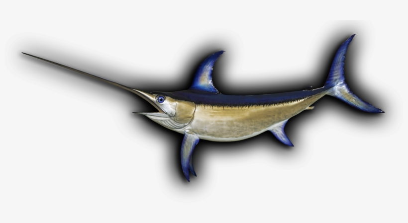 Swordfish Fish Mount - Sword Fish Head Png - 800x369 PNG Download - PNGkit