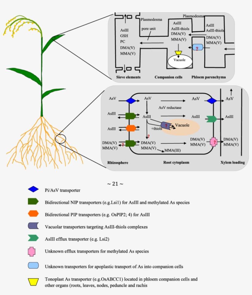Root Uptake And Vascular Transport Of As In Rice - Science - 850x953 ...